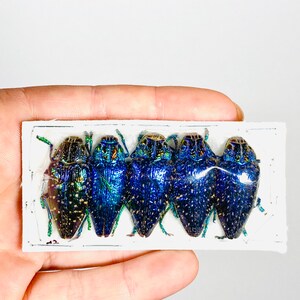Real Blue Saphire Metallic Gem Jewel Beetle Polybothris Sumptuosa Gemma ...