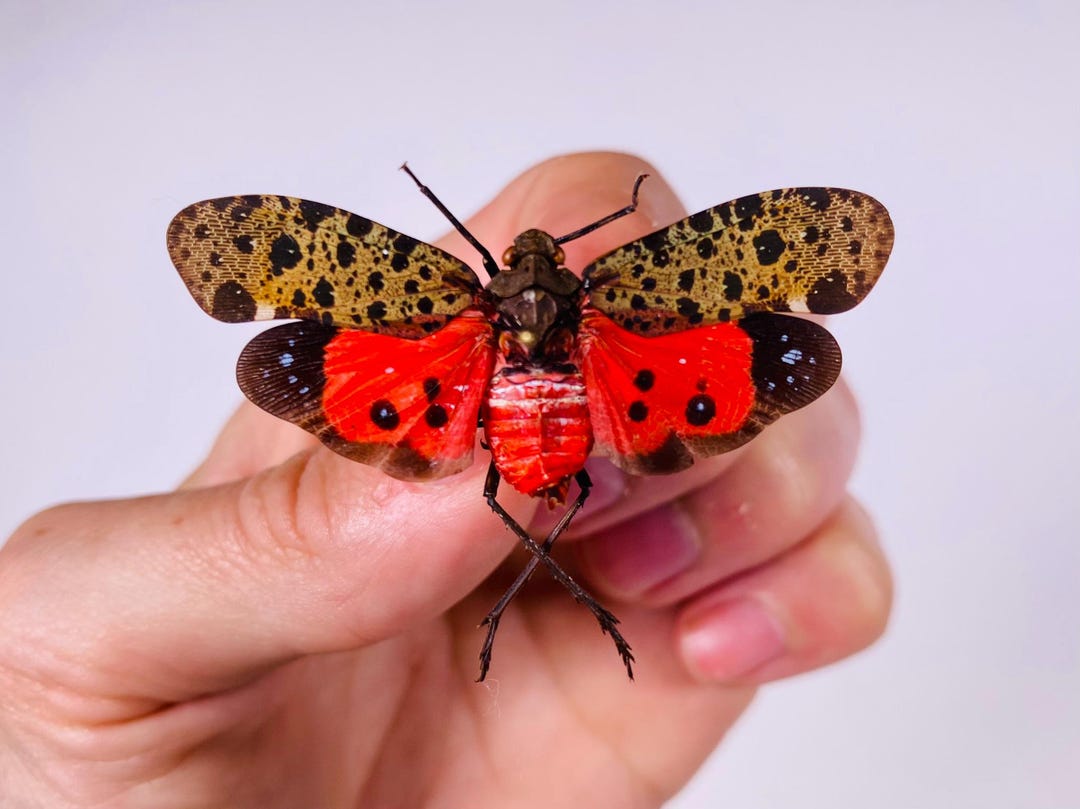 Penthicodes Celebica Indonesia - ID, Insect Unmounted for Insect ...