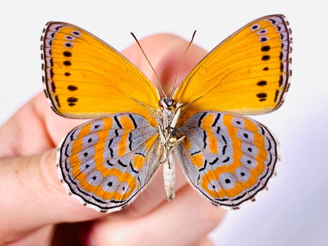 Crenis Pechuelli RCA, Butterfly Unmounted for Insect Artwork, Butterfly ...