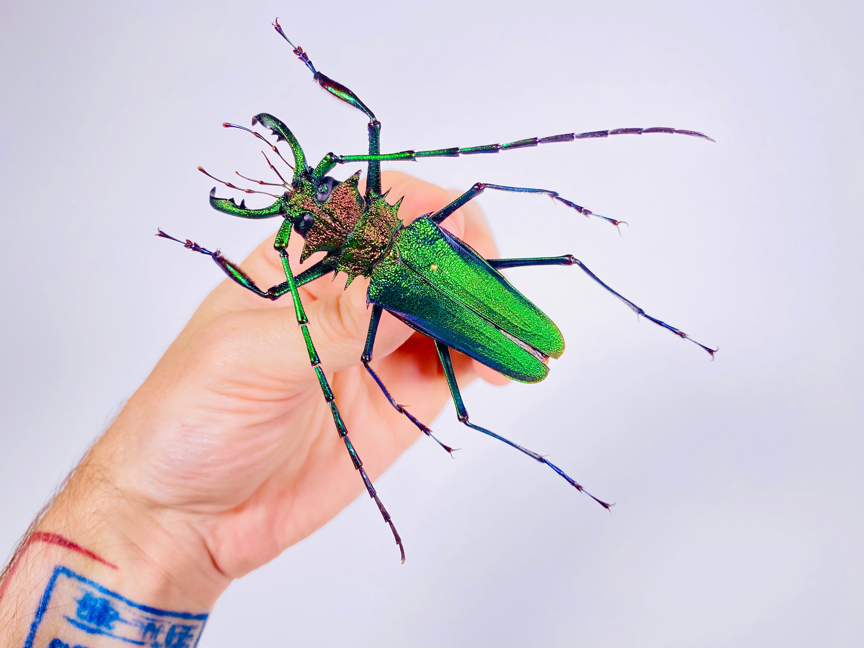 Psalidognathus friendi rare real long horned emerald metalic, Colombia ...