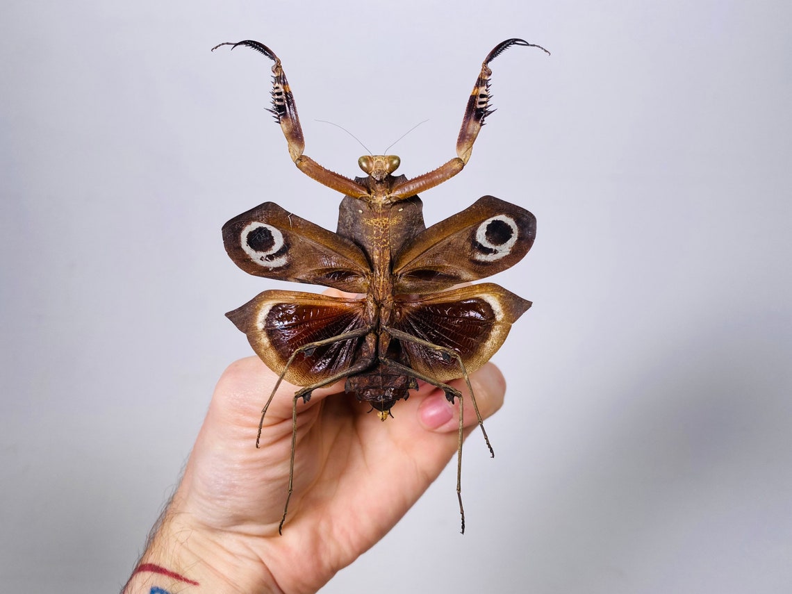 Giant Dead Leaf Mantis for Artwork Spead Deroplatys Desicata - Etsy