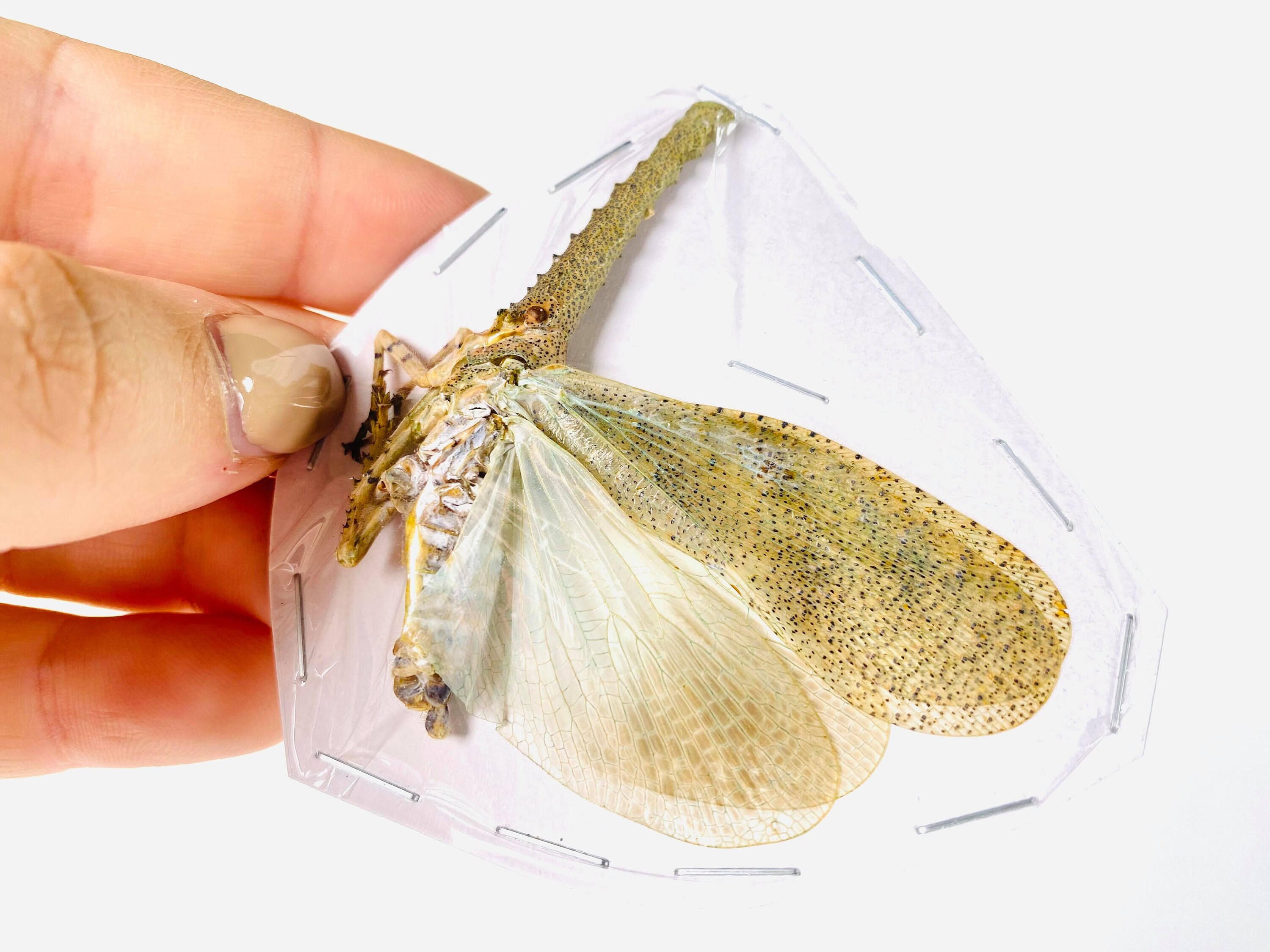 Crocodile Head Planthopper Zanna Nobilis Unmounted Insect for | Etsy