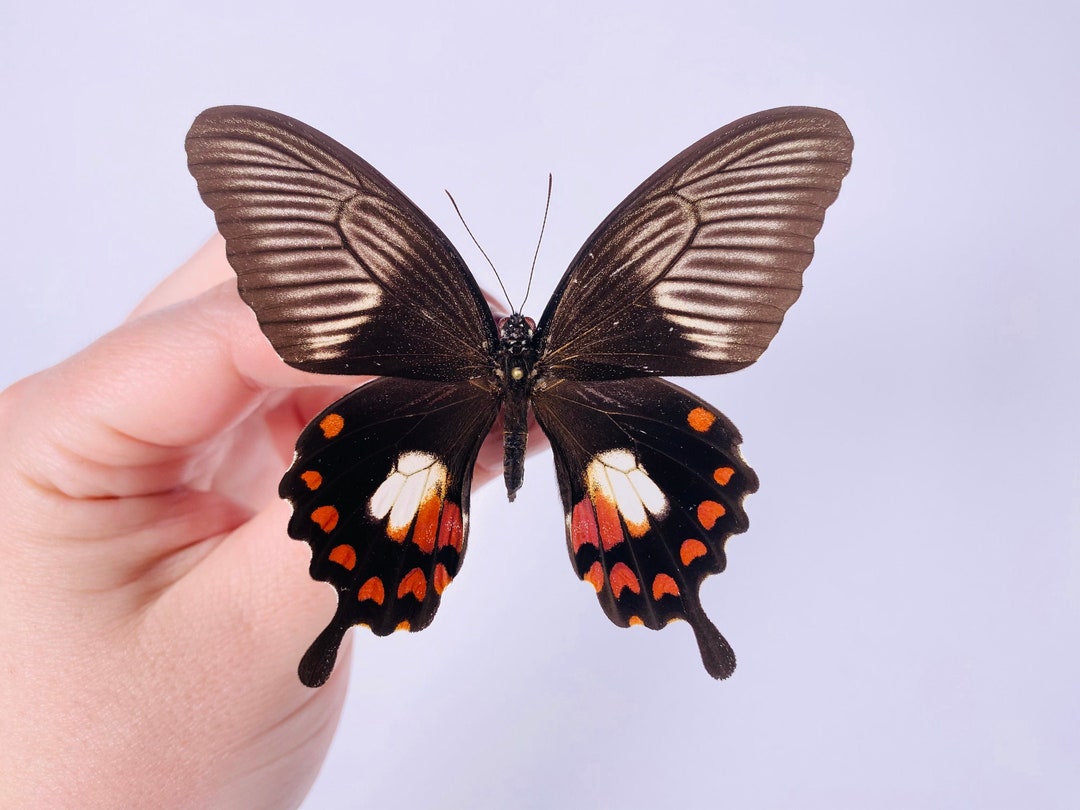 Papilio Alphenor Ledebouria Butterfly for Insect Artwork, Butterflies ...