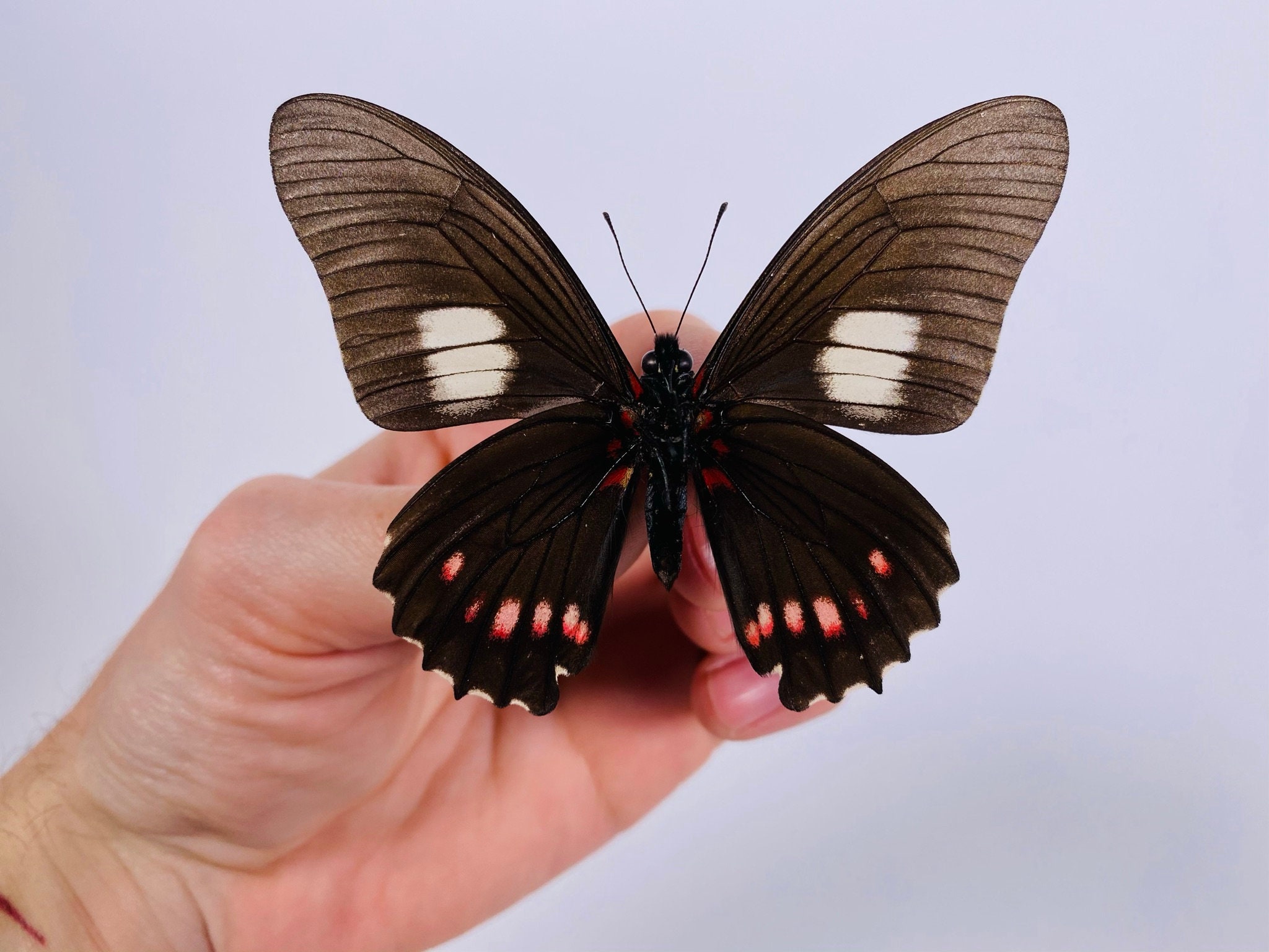 Red Spotted Butterfly Eurytides Harmodius for Insect Artwork | Etsy