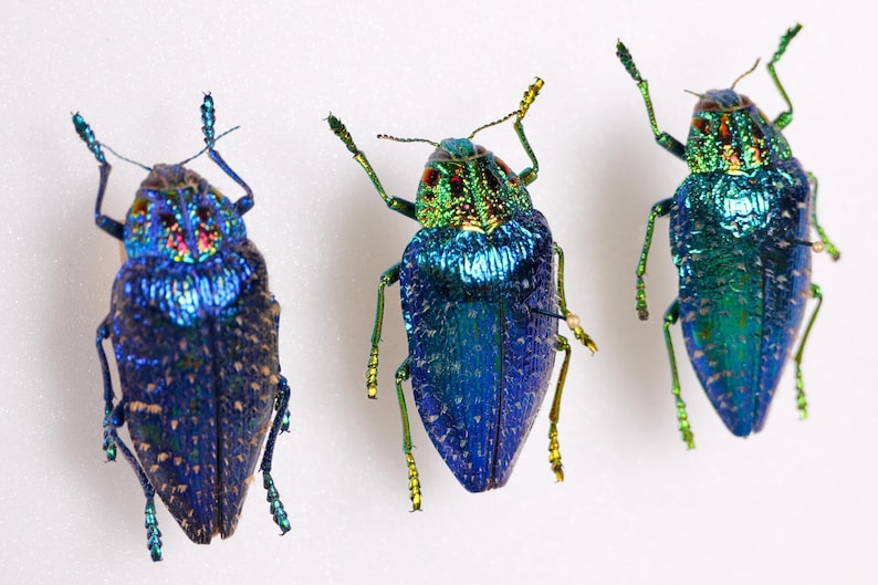 Real Blue Saphire Metallic Gem Jewel Beetle Polybothris Sumptuosa Gemma ...