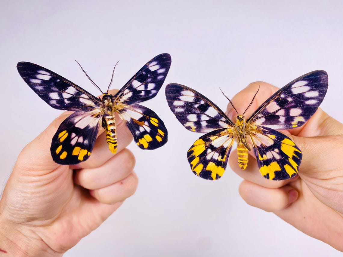 Papillon Dysphania Numana Contracta Non Monté Pour œuvre D'art Sur Les ...