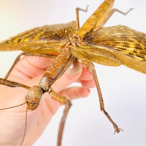 Phasma Gigas New Guinea (PG) - Super Giant Stick Insect Phasm SPREAD ...