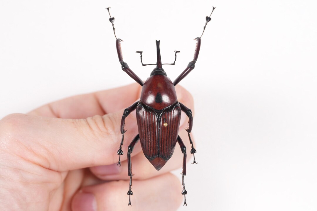 Cyrtotrachelus Longimanus Malaysia (MY) - Wild Caught - Long-armed Palm ...