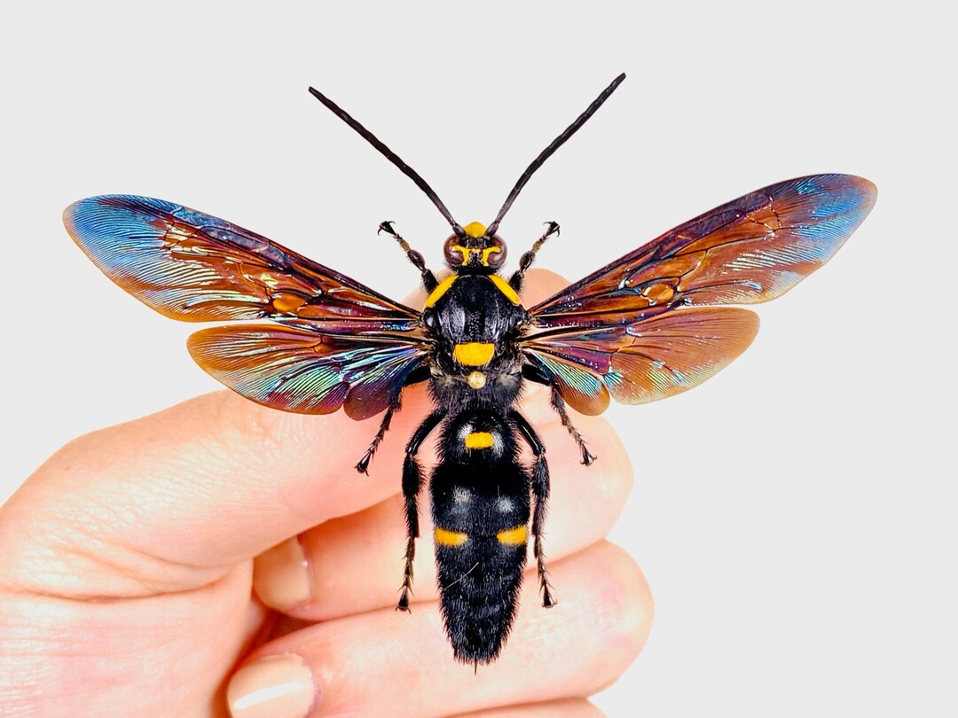 Megascolia Procer Indonesia (ID) - Male of Gigantic Wasp Spread for ...