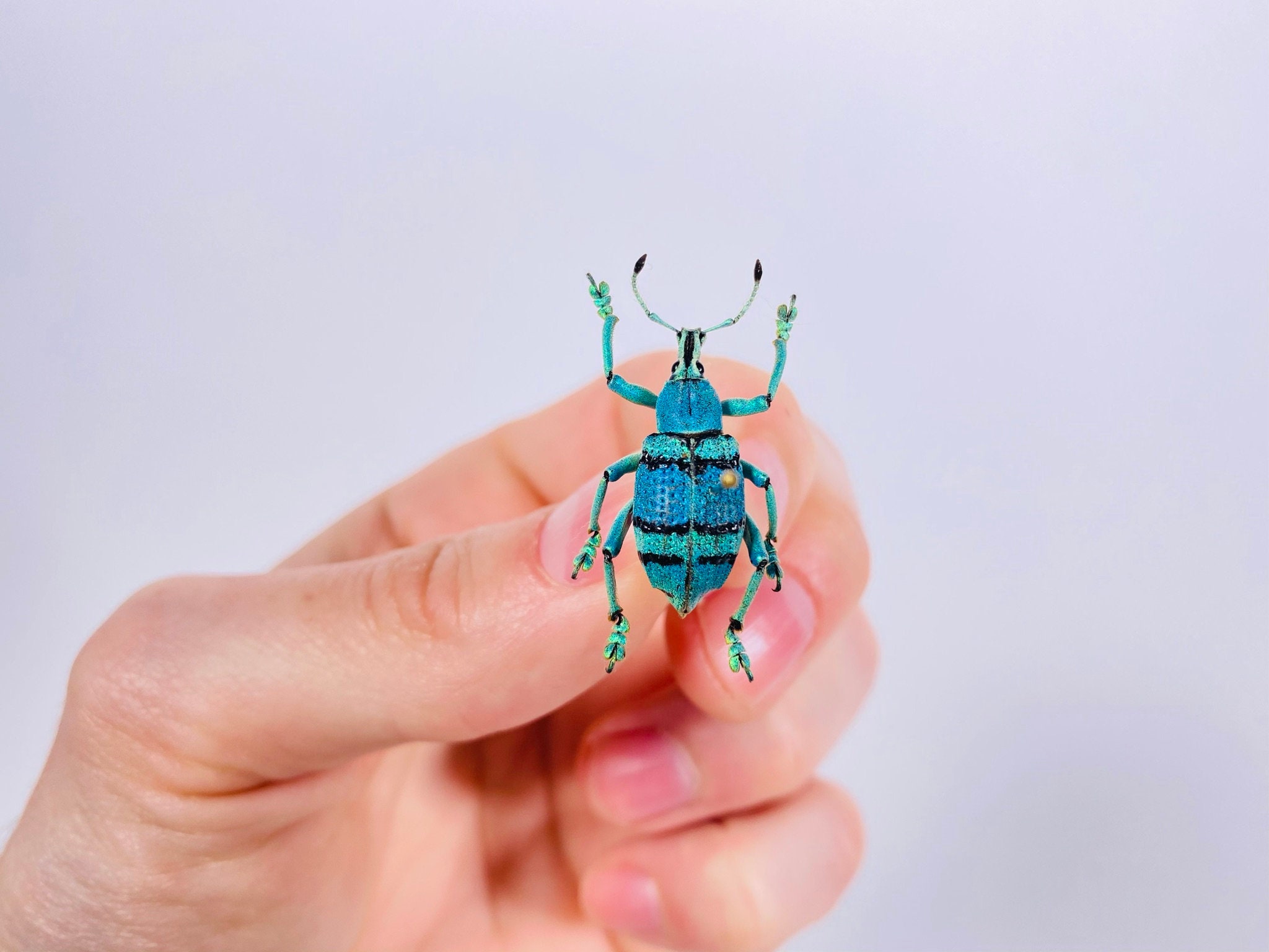 Cyan or Marine Blue Weevil Beetle for Insect Artwork Taxidermy | Etsy UK
