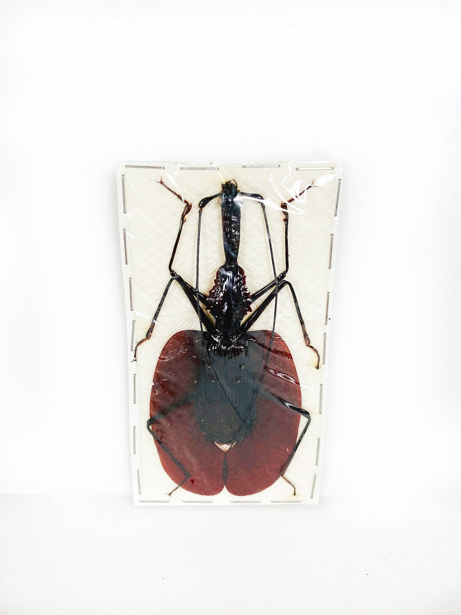 Real Violin Beetle for Art Project Mormolyce Phyllodes, Unmounted ...