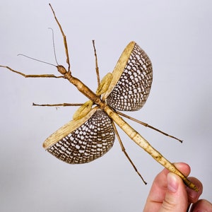Big Phasm Stick Insect With Wings Anchiale Maculata Unmonted for ...