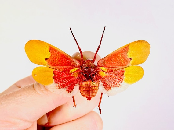 Colección De Insectos De Colores Colección De Color De Insectos,