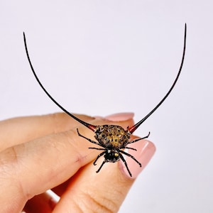 Strange Spinny Spider Gasteracantha Sp. Indonesia - ID for Artwork ...
