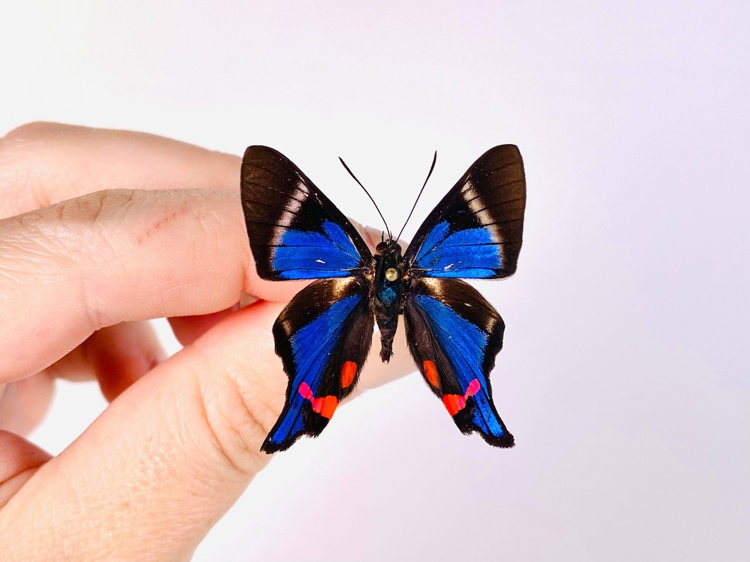 Periander Metalmark Rhetus Periander Butterfly Unmounted for Artwork ...