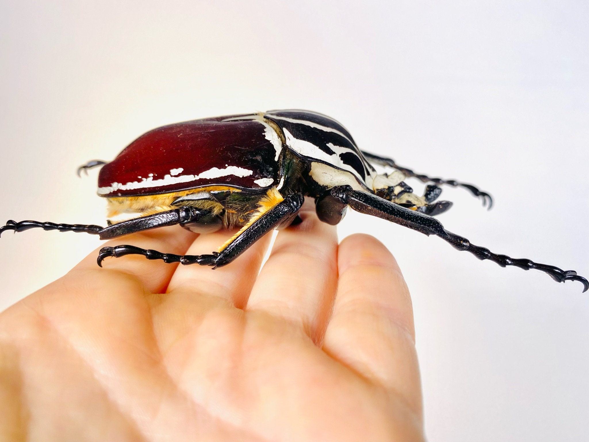 Giant Flower Beetle Goliathus Goliathus Unmonted for Artwork - Etsy Canada
