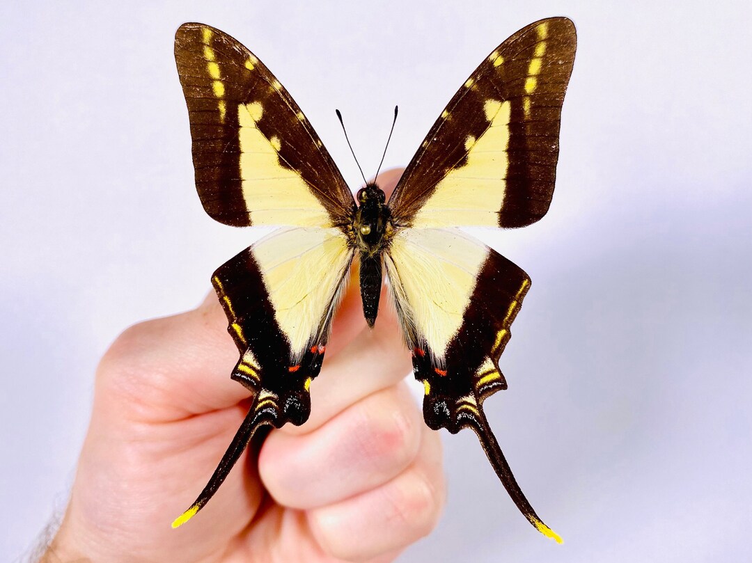 Eurytides Lacandones Diores Peru - PE, Butterfly for Insect Artwork, Butterflies Collection or ...