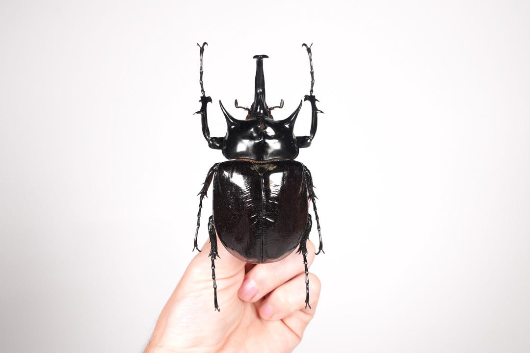 Megasoma Mars Peru (PE) - Wild Caught - Mars Rhinoceros Beetle Real ...