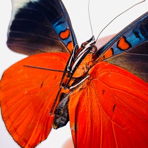 Real Butterfly for Insect Art Project Panacea Prola Peru - PE ...