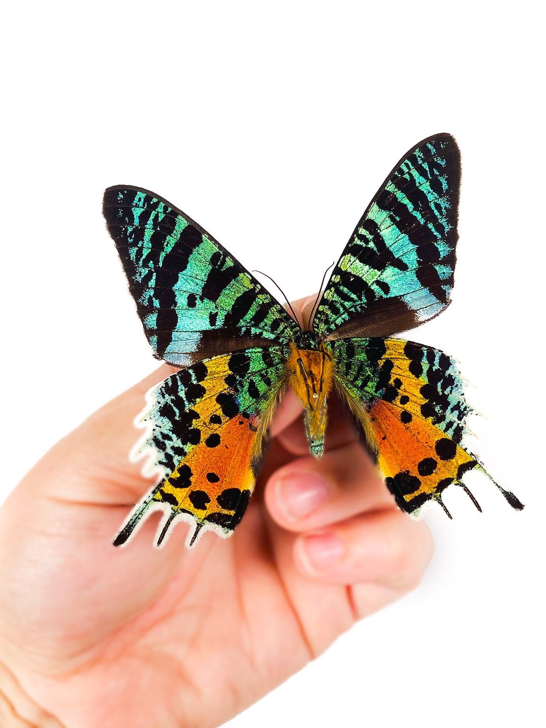 Unmounted Butterfly Urania Ripheus MG Sunset Moth for Taxidermy Project ...