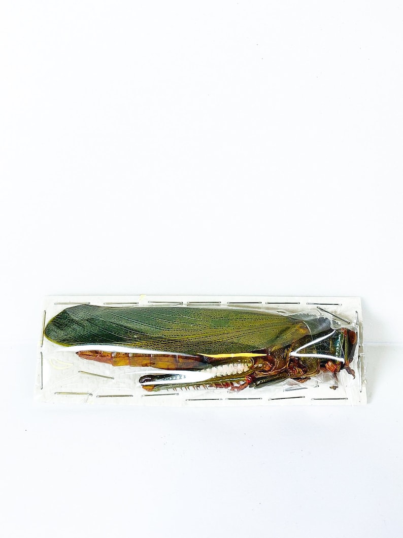 Real Giant Purple Cricket Titanacris Albipes Unmounted Insect - Etsy