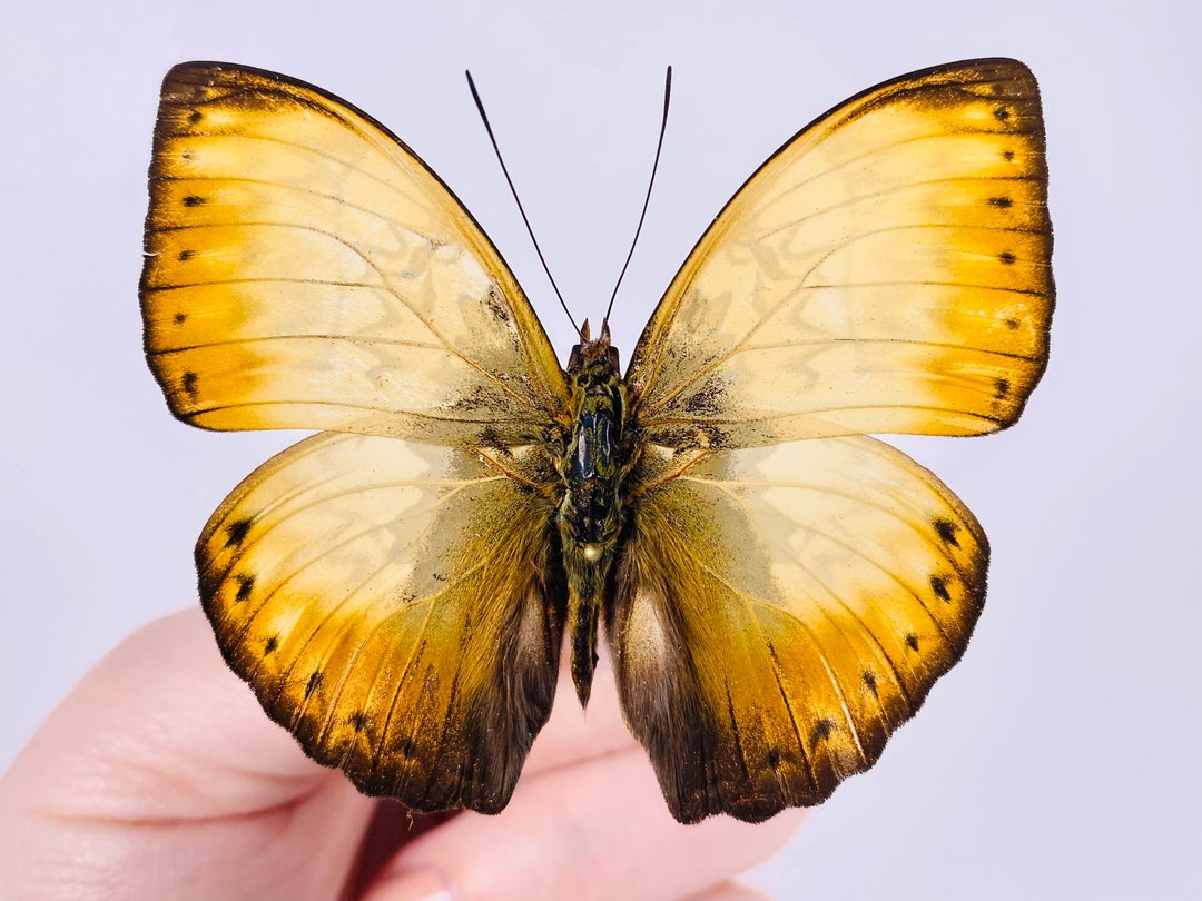 Cymothoe Hyarbita Orange Butterfly for Insect Artwork - Etsy