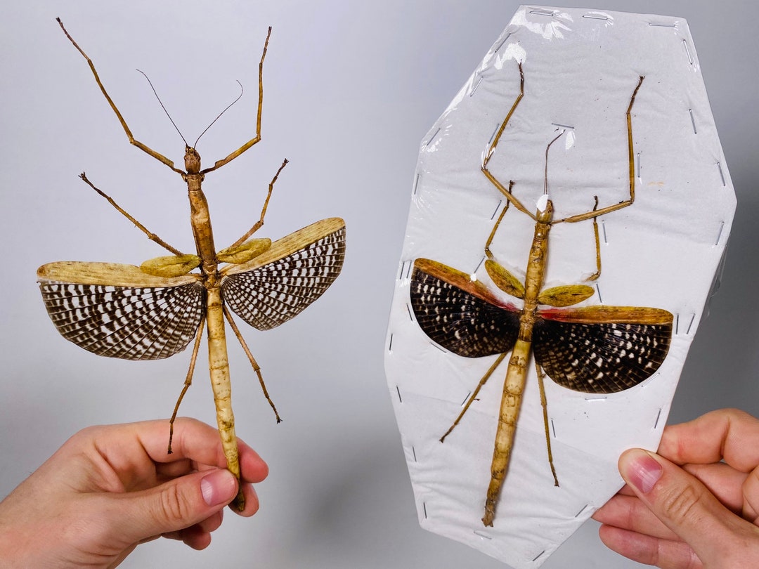 Big Phasm Stick Insect With Wings Anchiale Maculata Unmonted for ...