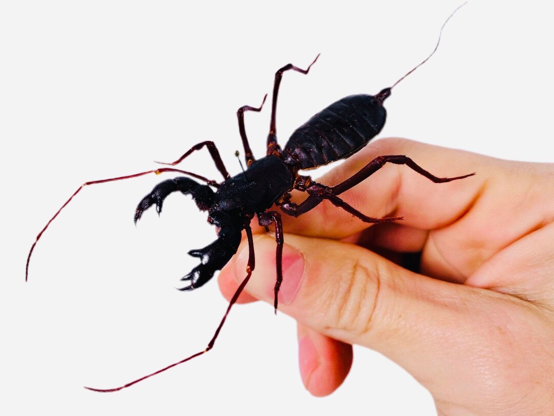 Vinegaroon Hypocnoctus Rangunensis or Hypoctonus Siamensis,thailand ...