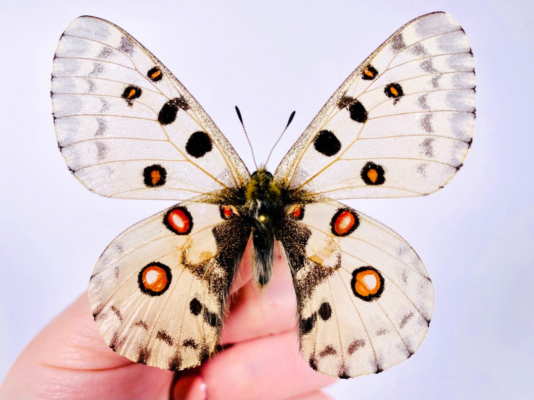 Parnassius Nomion Shansiensis China - CN, Real Dry Butterfly Insect ...
