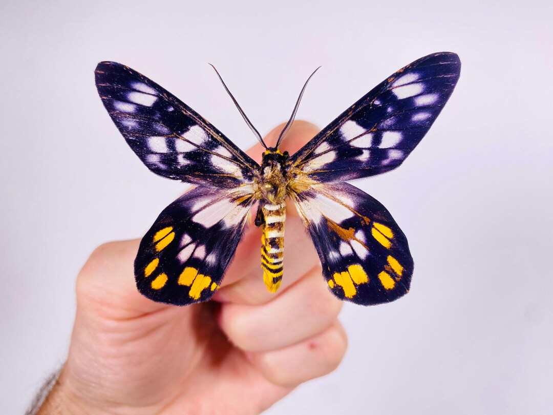 Papillon Dysphania Numana Contracta Non Monté Pour œuvre D'art Sur Les ...