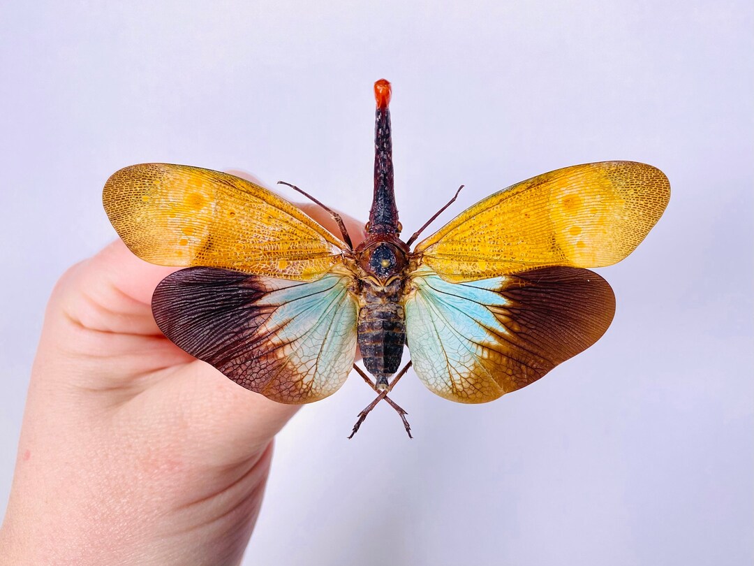 Pyrops Pyrhorryncha Real Yellow and Blue Plant Hopper Bug for Insect ...