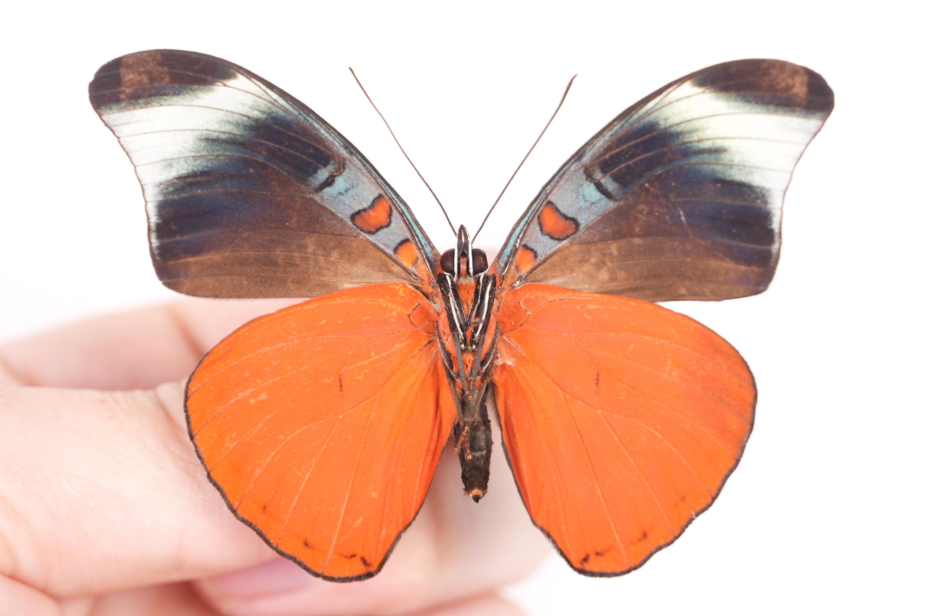 Real Butterfly for Insect Art Project Panacea Prola Peru - PE ...