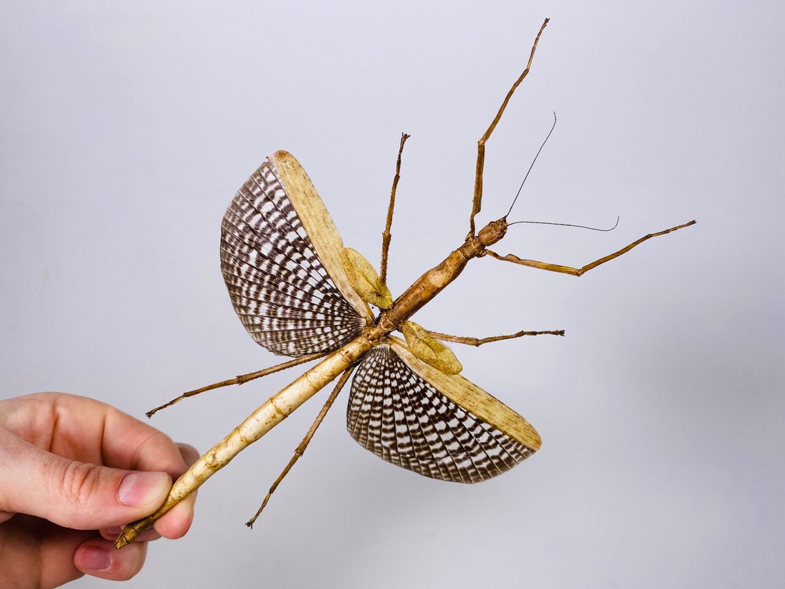 Big Phasm Stick Insect With Wings Anchiale Maculata Unmonted - Etsy