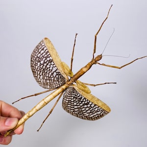 Big Phasm Stick Insect With Wings Anchiale Maculata Unmonted for ...