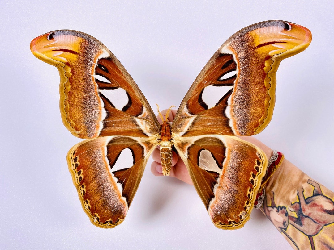 Attacus Atlas Female Thailand TH, Veritable Cobra Moth Non Monté Insect ...