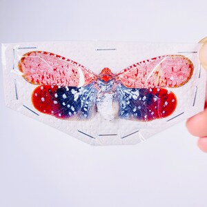 Aphaena Submaculata Thailand (TH) - Wild Caught - Red Asian Planthopper ...