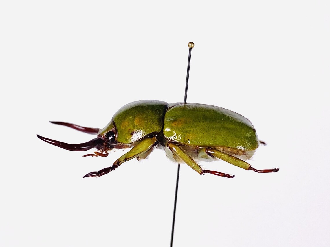 Devil Horned Scarab Beetle TRIO 2 Males 1 Female Fruhstorferia - Etsy