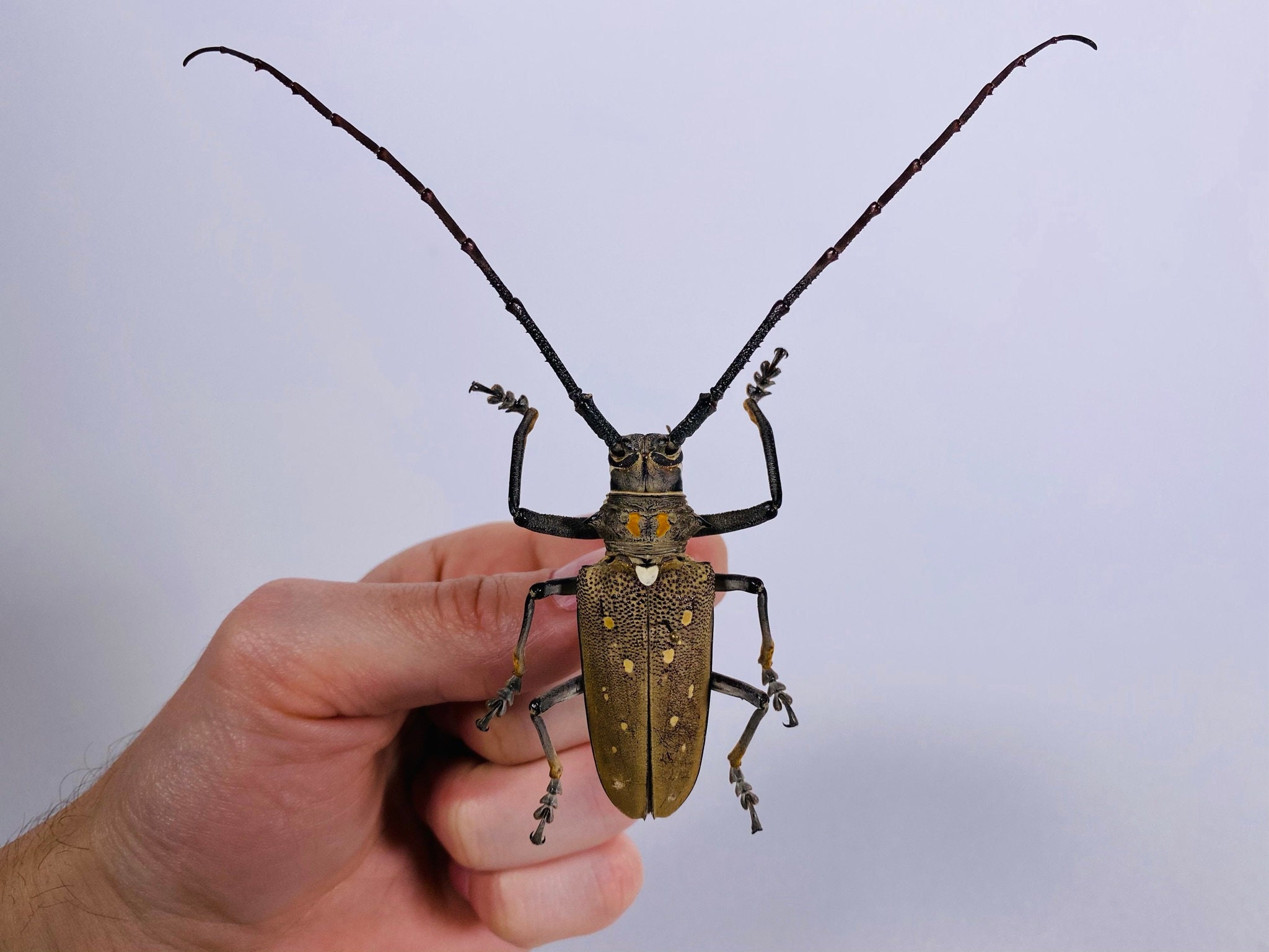 Colorful Horned Beetle