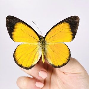 Red and Black Delias Aruna Seriata for Insect Artwork | Etsy