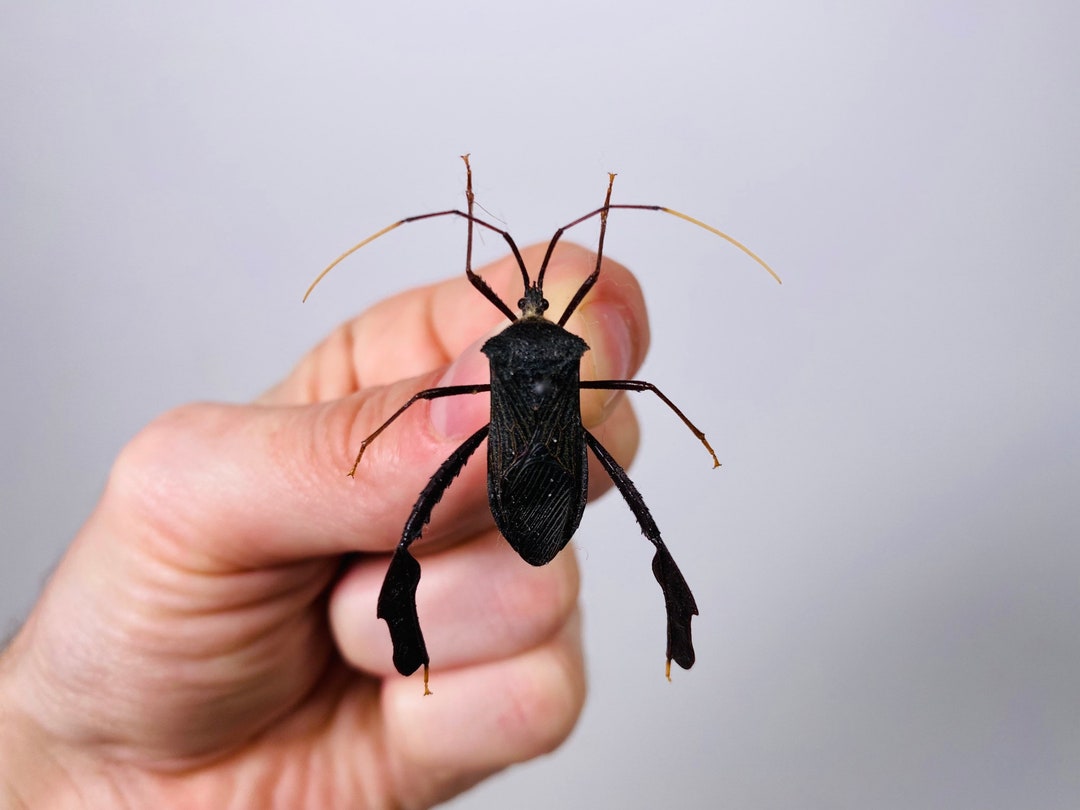 Leaf Footed Bug Acanthocephala Sp. From Guyana for Insect Collection ...