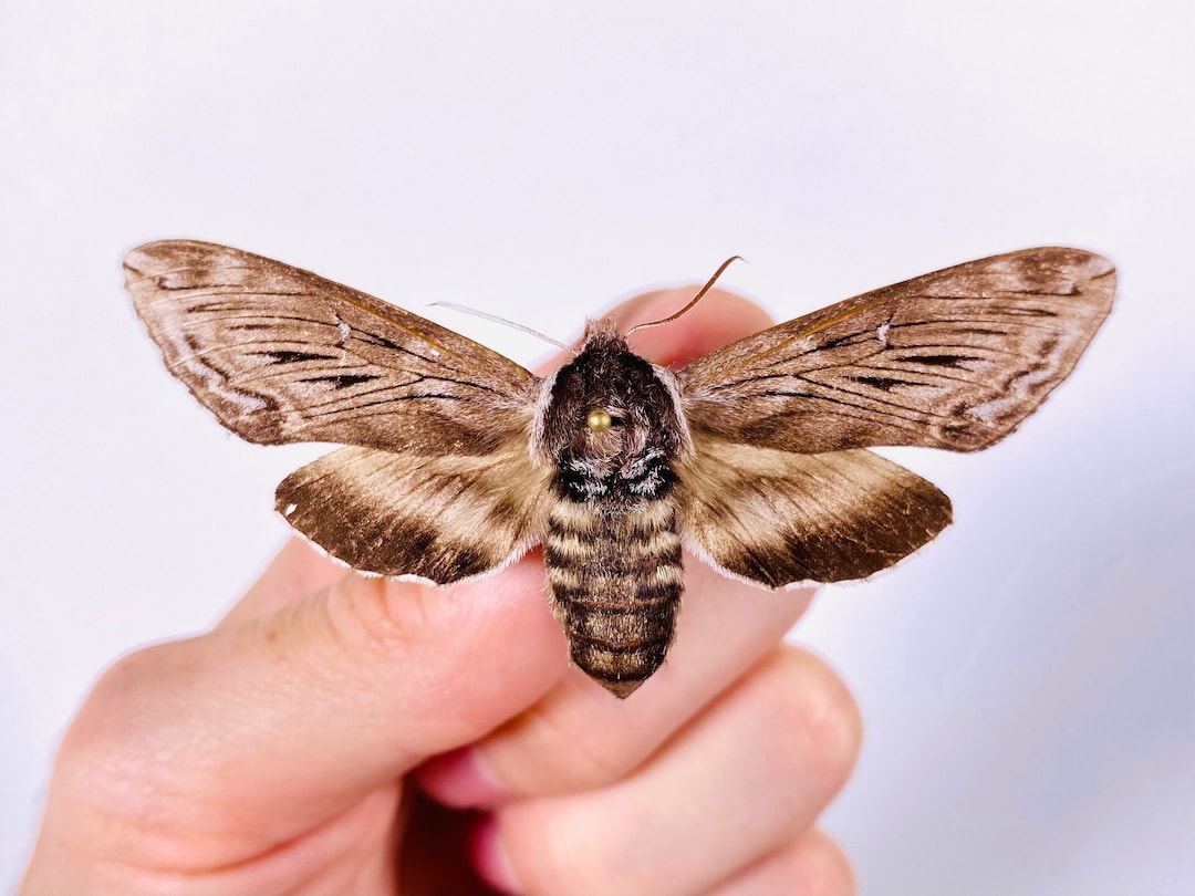 Sphinx Poecila Sphinx American Moth for Insect Artwork, Butterflies ...