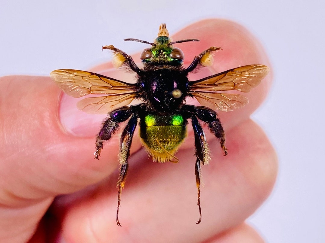 Euglossa Intersecta Orchid Bees for Insect Artwork, Orchid Bees ...