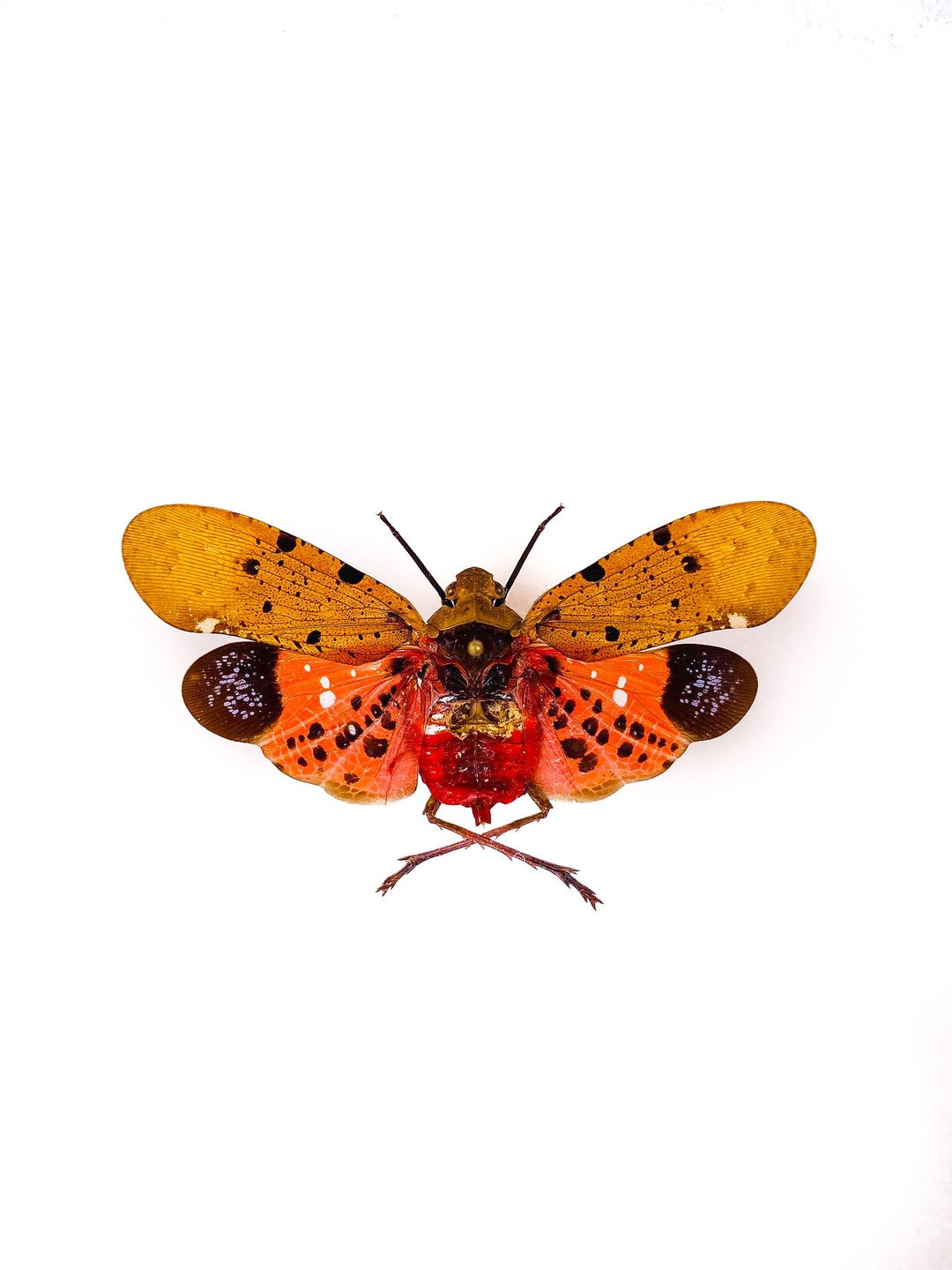 Hemiptera for Artwork Penthicodes Atomaria/pulchella Unmounted Insect ...
