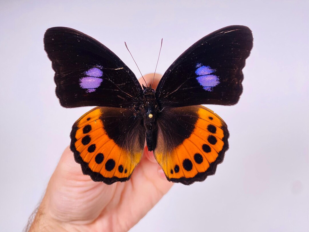 Butterfly, Hypolimnas Pandarus Pandora, Dry Unmounted Butterfly for Art ...