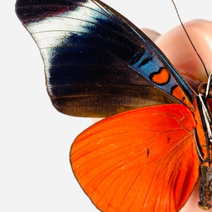 Real Butterfly for Insect Art Project Panacea Prola Peru - PE ...