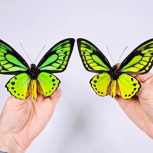 Ornithoptera Priamus Poseidon in Pair Real Birdwing Butterflies ...