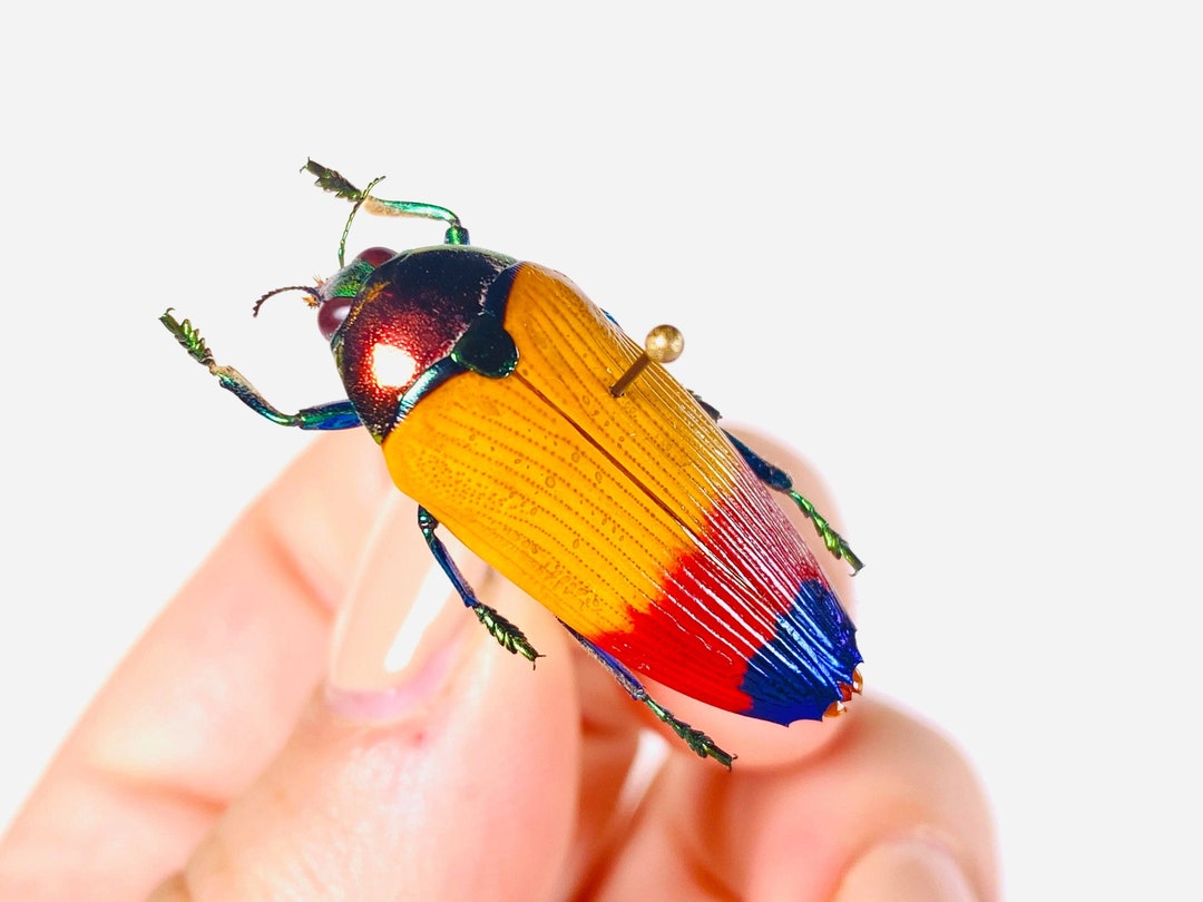 Yellow Red Blue Coppery Jewel Beetle Metaxymorpha Apicalis Indonesia ...