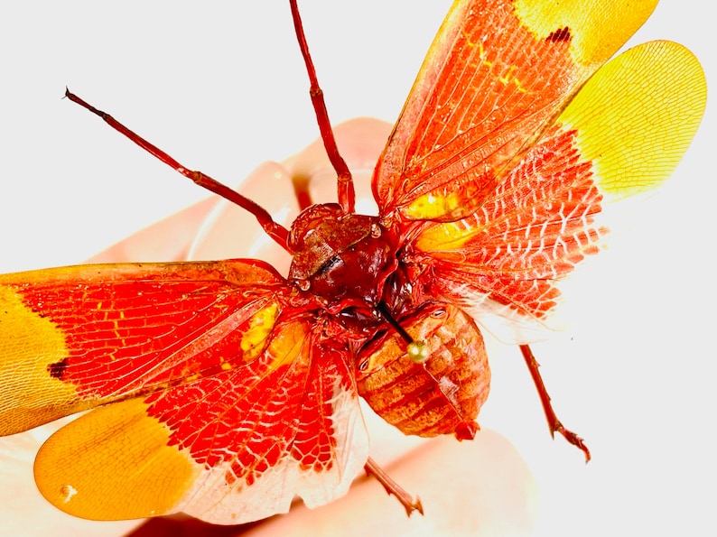 Red Orange Yellow Planthopper Scamandra Sanguiflua Indonesia- ID ...