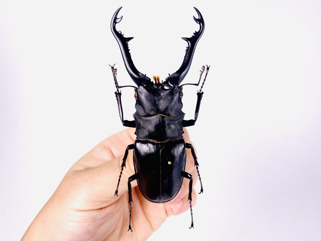 Prosopocoilus Giraffa Indonesia (ID) - Wild Caught - Asian Stag Beetle ...