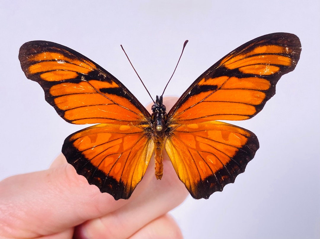 Dione Juno Butterfly for Insect Artwork, Butterflies Collection or ...
